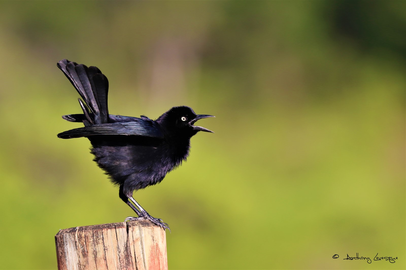 Quiscale merle - Carib Grackle